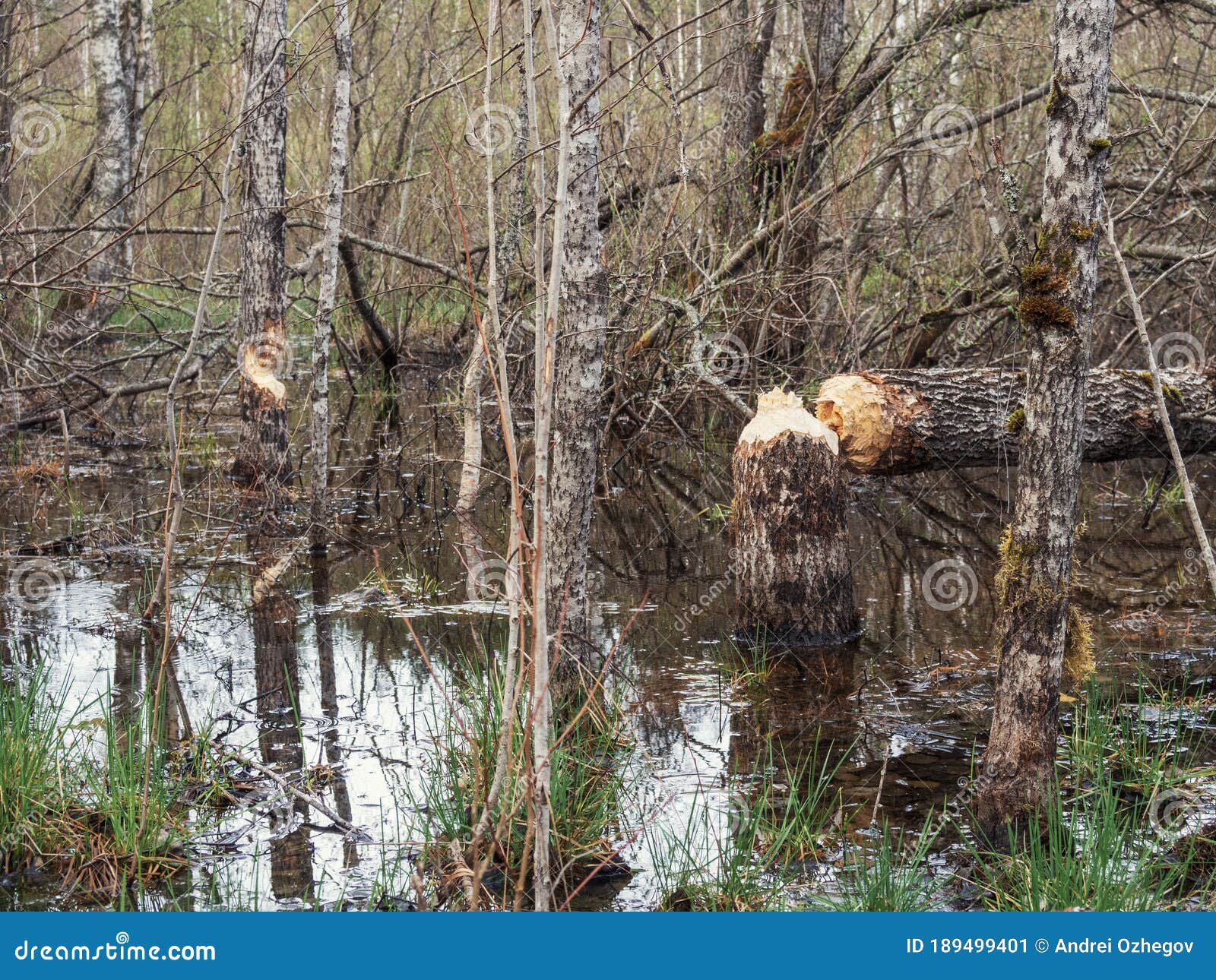 Beaver Sit and Gnawing Tree Stock Image - Image of outdoors, ecology ...