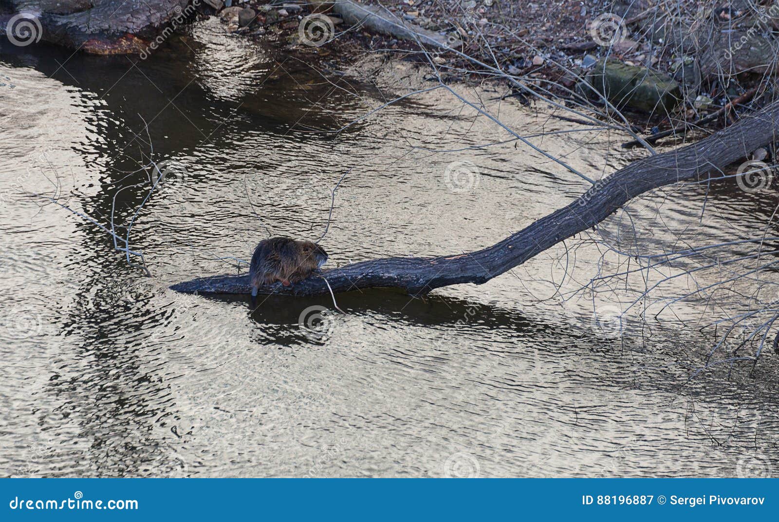 Beaver Sitting on a Fallen Tree on the River Rests and a Bite Stock ...