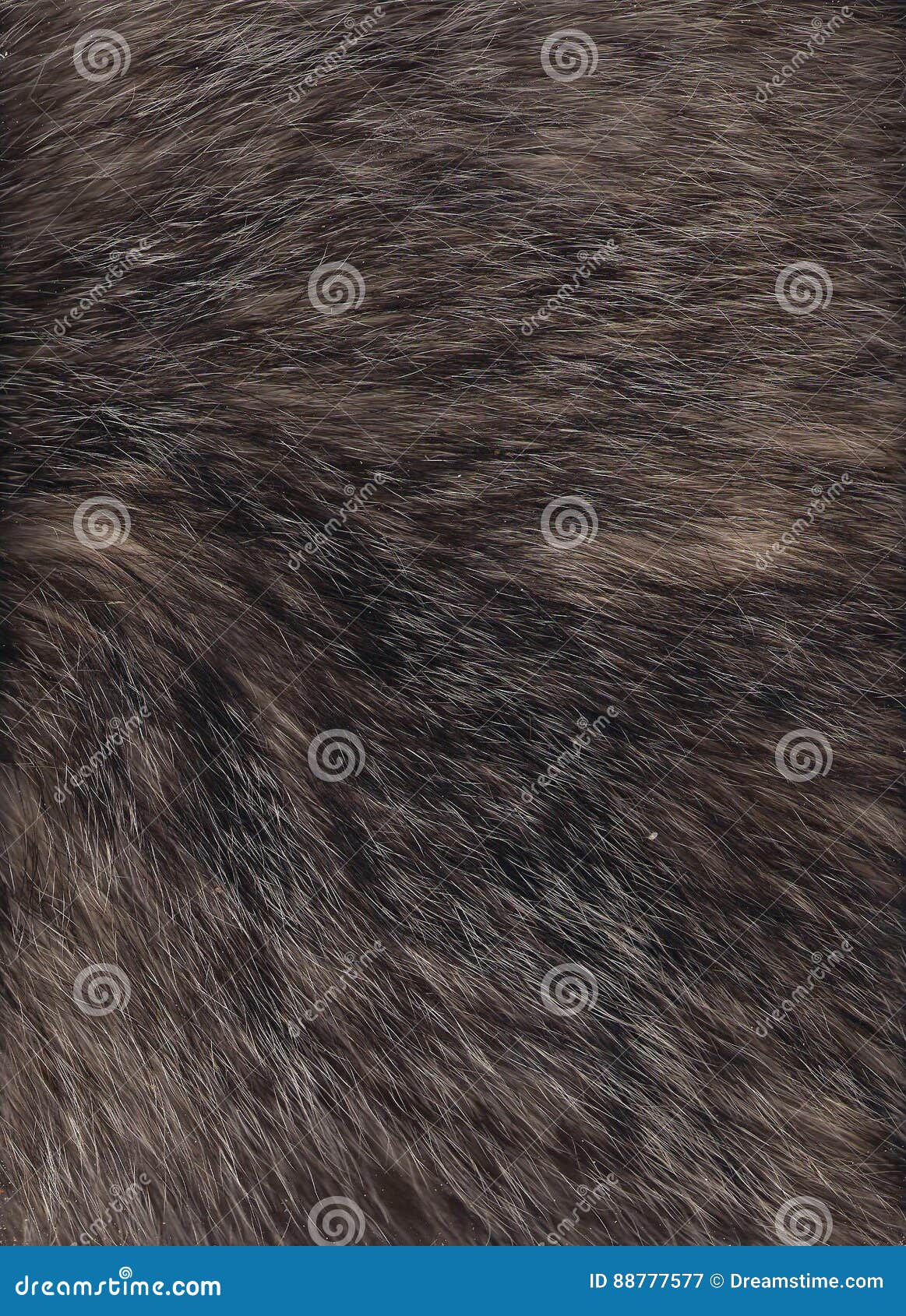 Beaver skin stock image. Image of beaver, coat, plush - 88777577