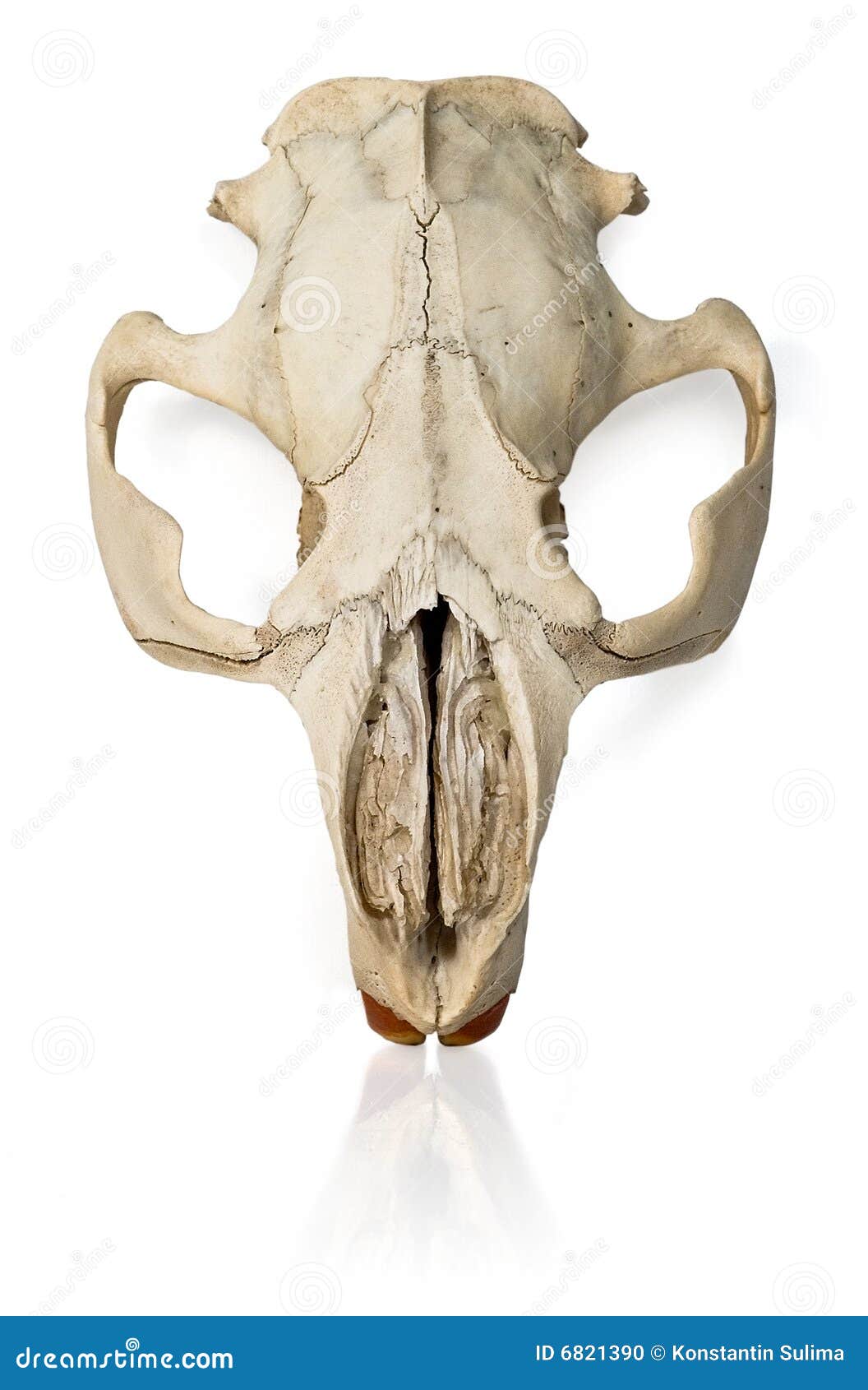 Beaver skull stock photo. Image of dying, head, nature - 6821390