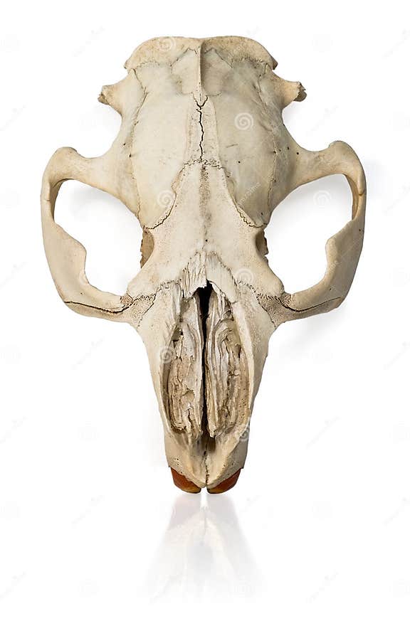 Beaver skull stock photo. Image of dying, head, nature - 6821390