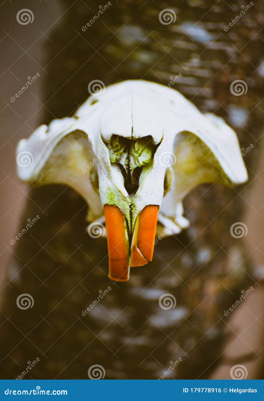 Beaver skull stock photo. Image of animal, teeth, logger - 179778916
