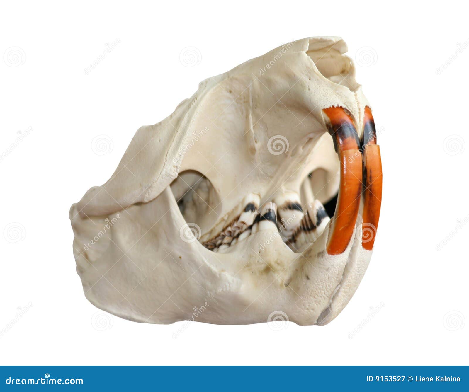 Beaver Skull on a White Background Stock Image - Image of palatine ...