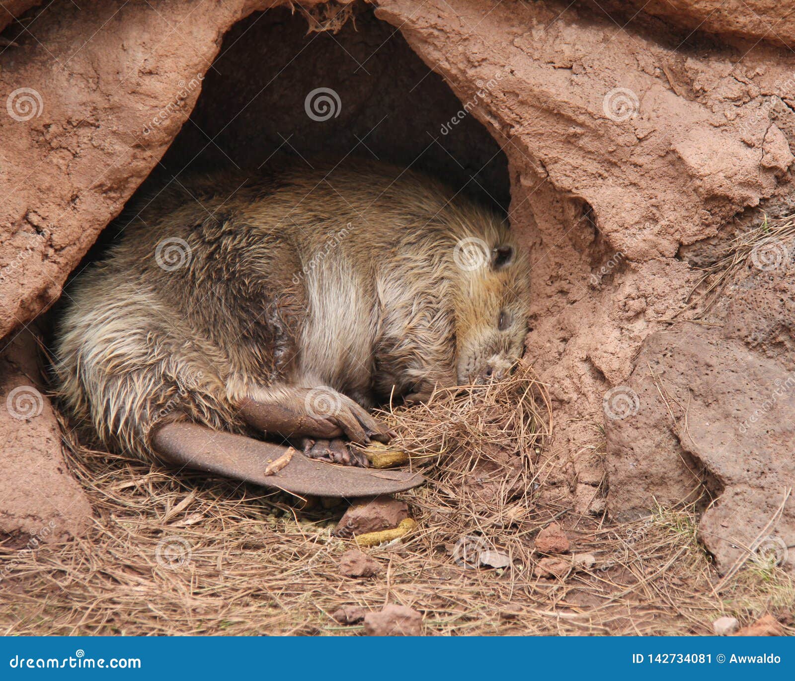 Beaver sleeping stock image. Image of standing, close - 142734081