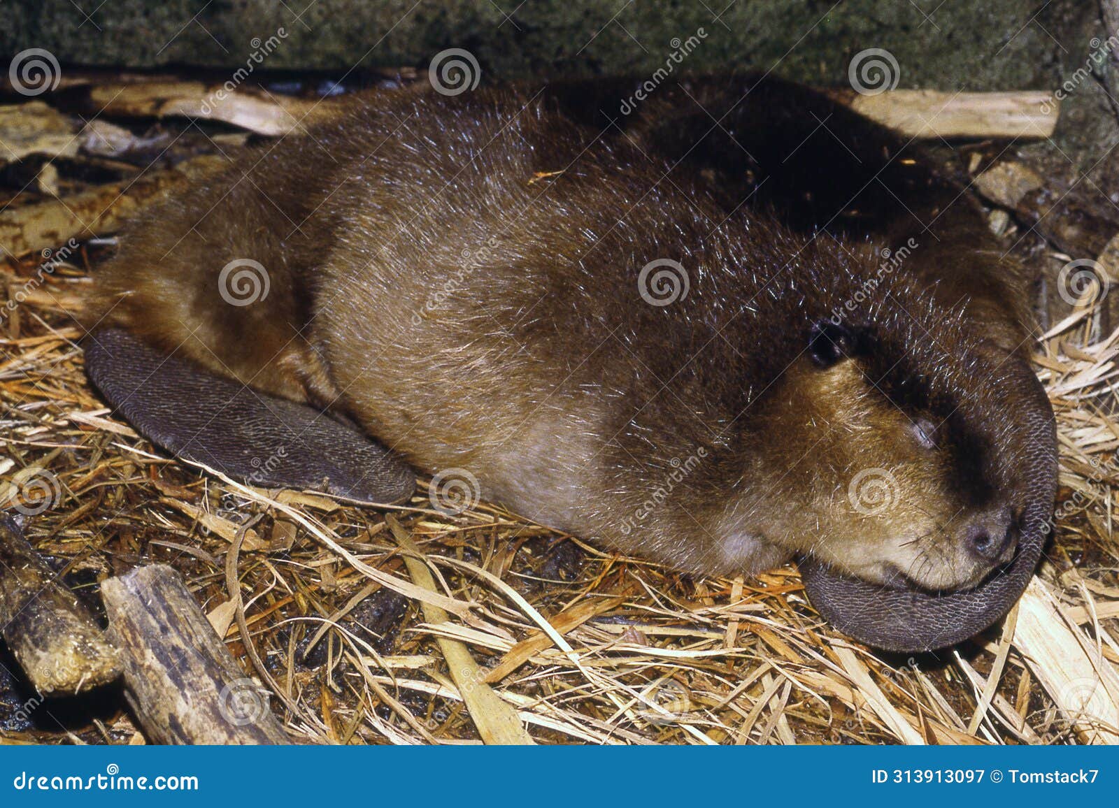 A Beaver Sleeping in a Beaver Lodge Stock Image - Image of sleeping, beaver: 313913097