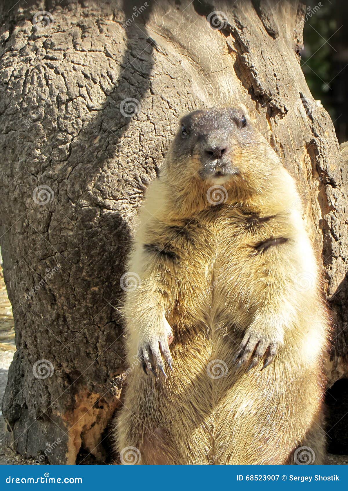 Beaver Standing on Hind Legs Stock Image - Image of destruction ...