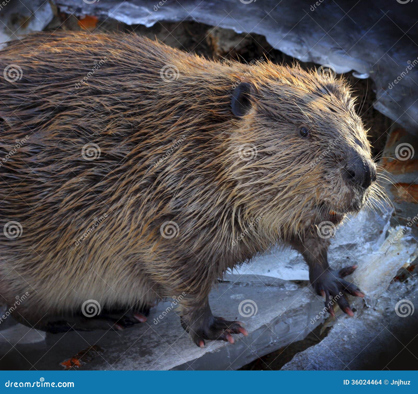Beaver stock photo. Image of snow, american, beaver, mammal - 36024464