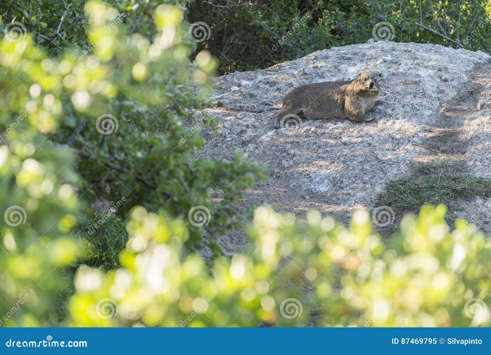Beaver on a stone stock image. Image of fauna, wild, grass - 87469795