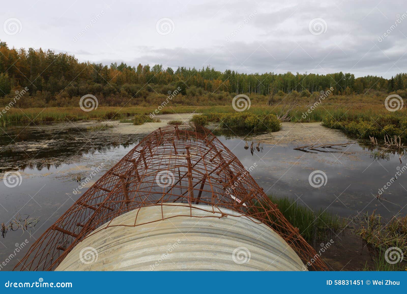 Beaver stop stock image. Image of swamp, culvert, grass - 58831451
