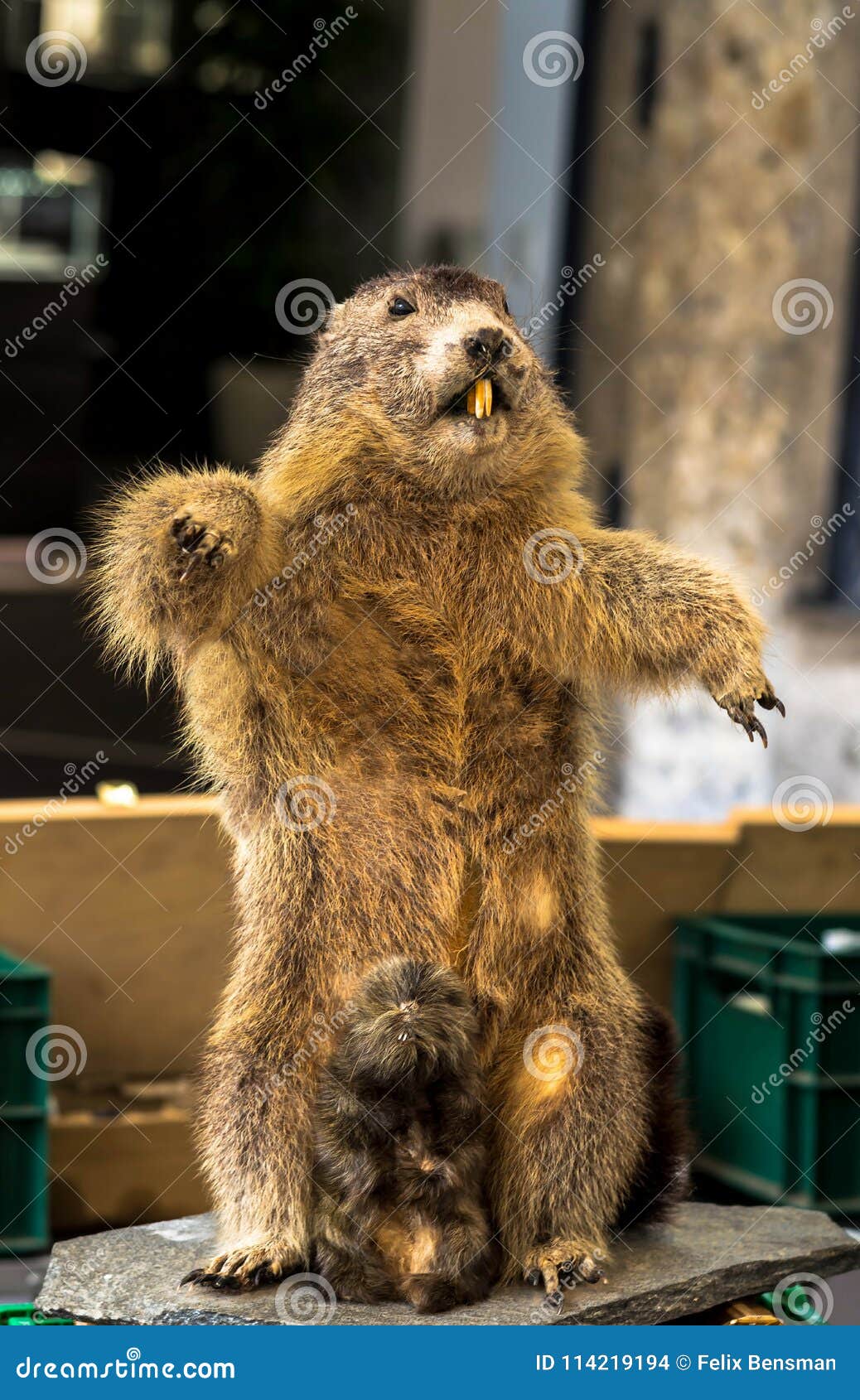 Beaver Stuffed Like Advertising Stock Photo - Image of river ...