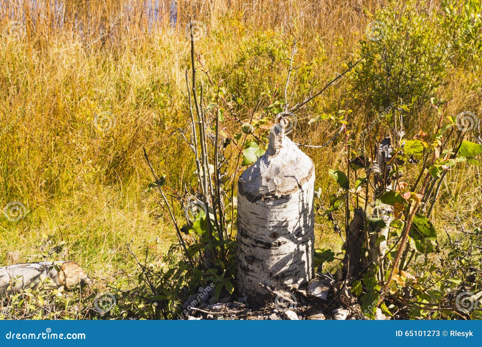 Beaver stump stock image. Image of fall, tree, space - 65101273