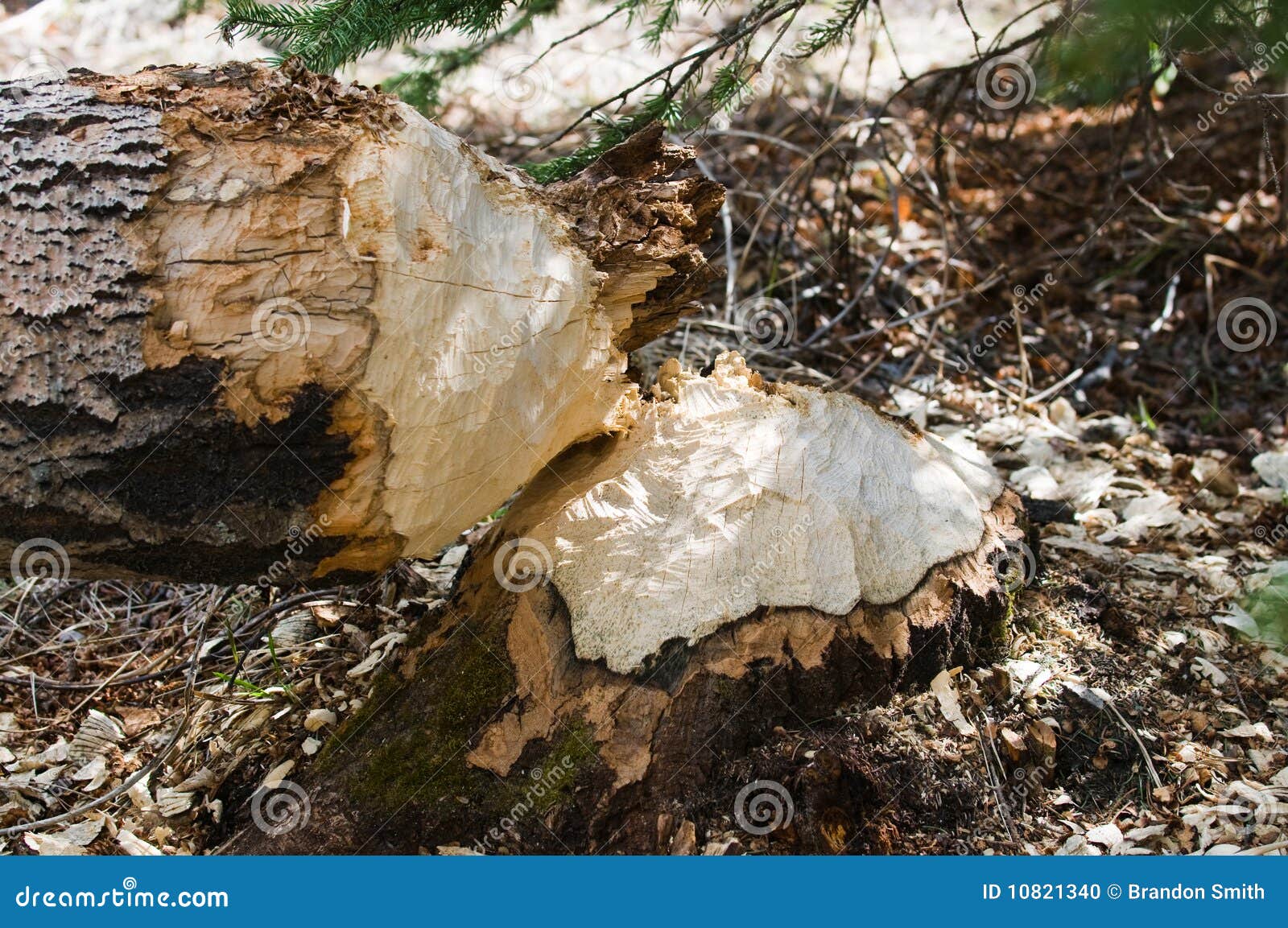 Beaver stumps stock photo. Image of animal, tree, wood - 10821340
