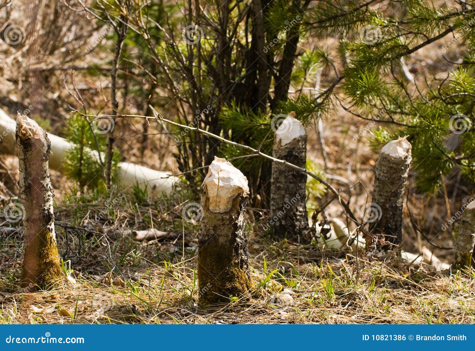Beaver stumps stock photo. Image of animal, wooden, rodent - 10821386