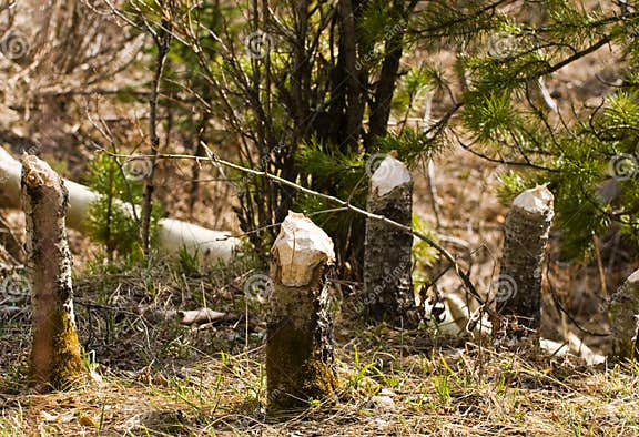 Beaver stumps stock photo. Image of animal, wooden, rodent - 10821386