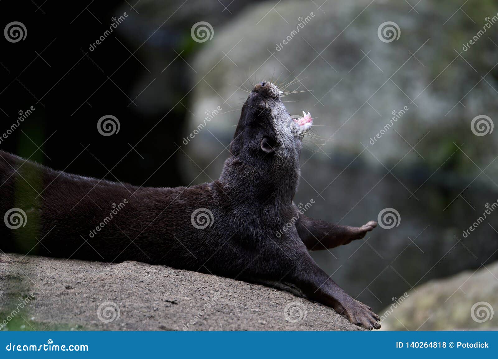 Beaver is Sunbathing the Morning Sun Stock Photo - Image of fall, black ...