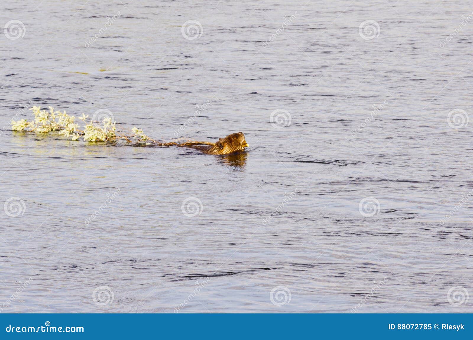 Jarvis River Yukon Stock Photos - Free & Royalty-Free Stock Photos from ...