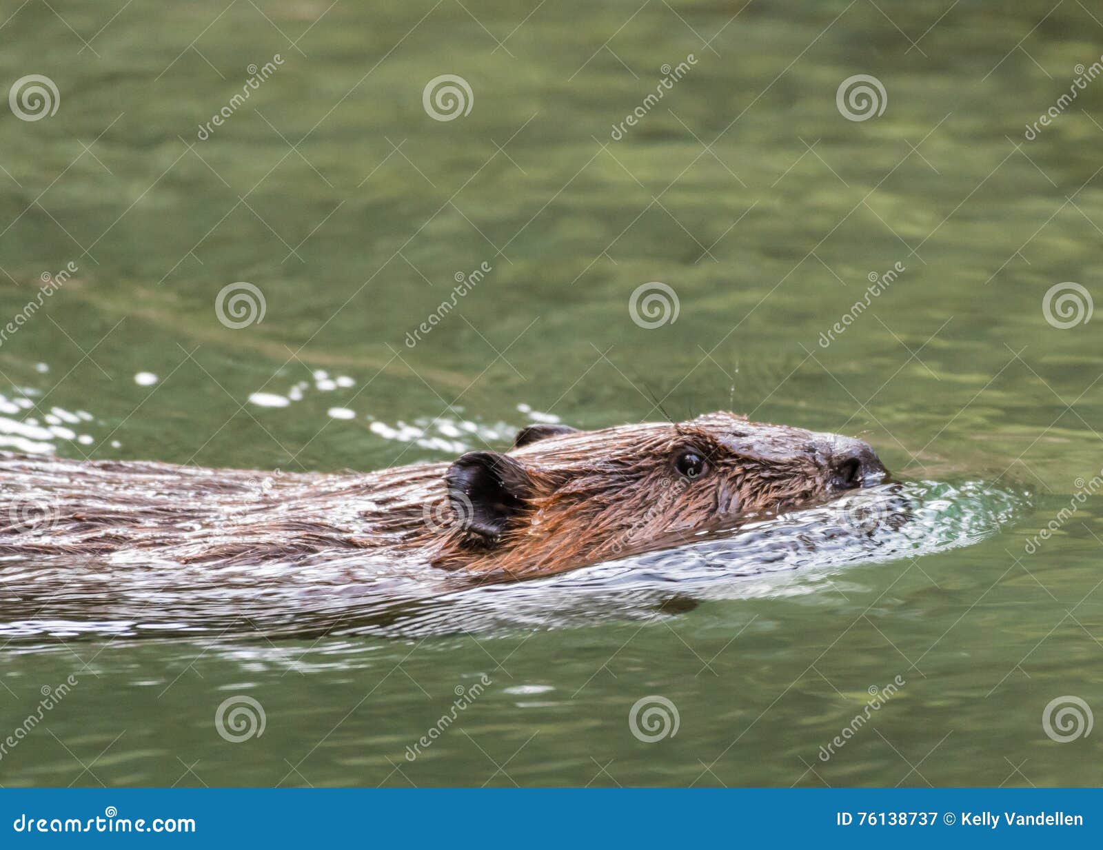 Beaver Swimming stock image. Image of nature, ears, wilderness - 76138737