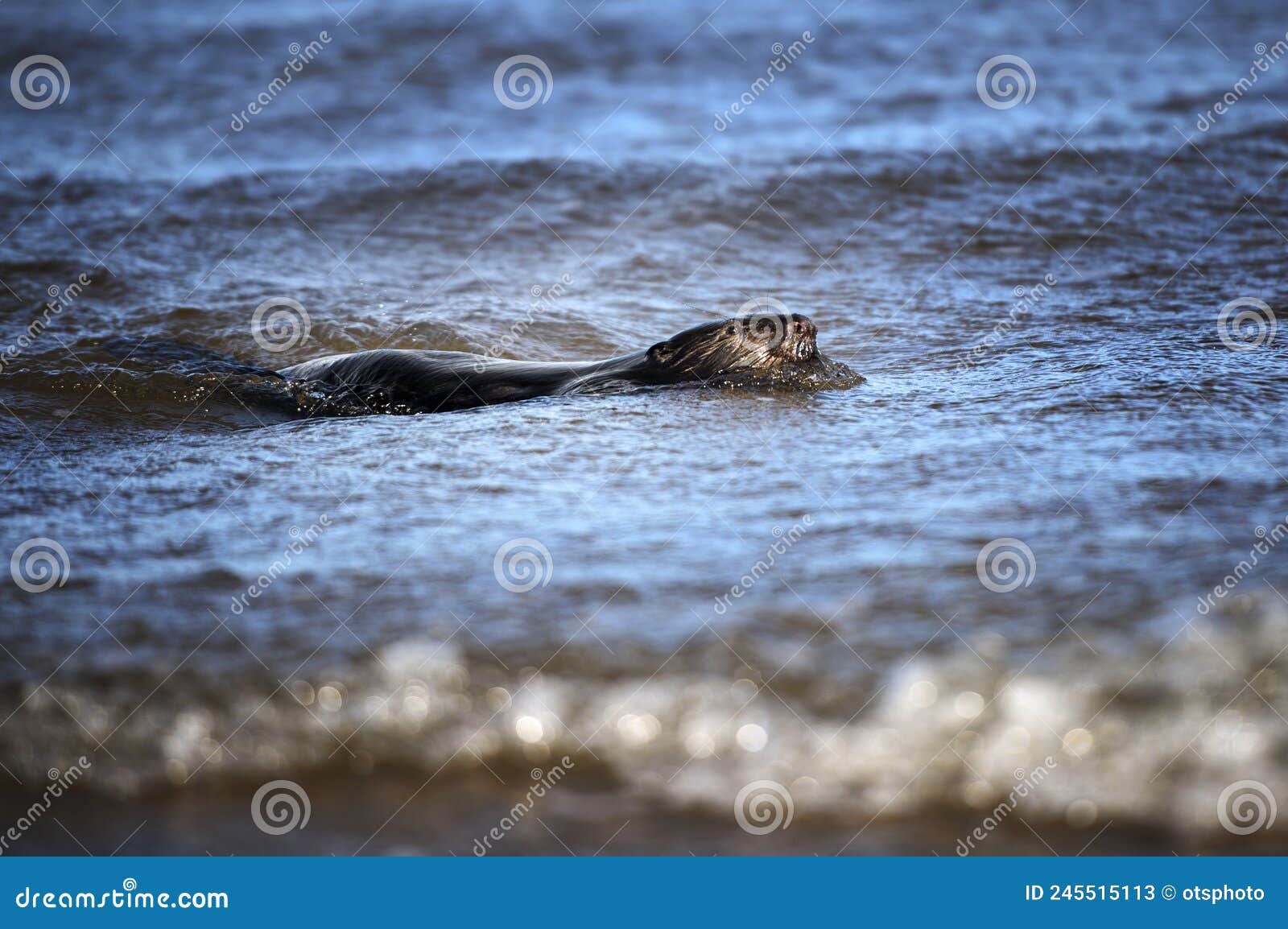 Close Up of a Beaver Swimming in the Baltic Sea Stock Image - Image of ...