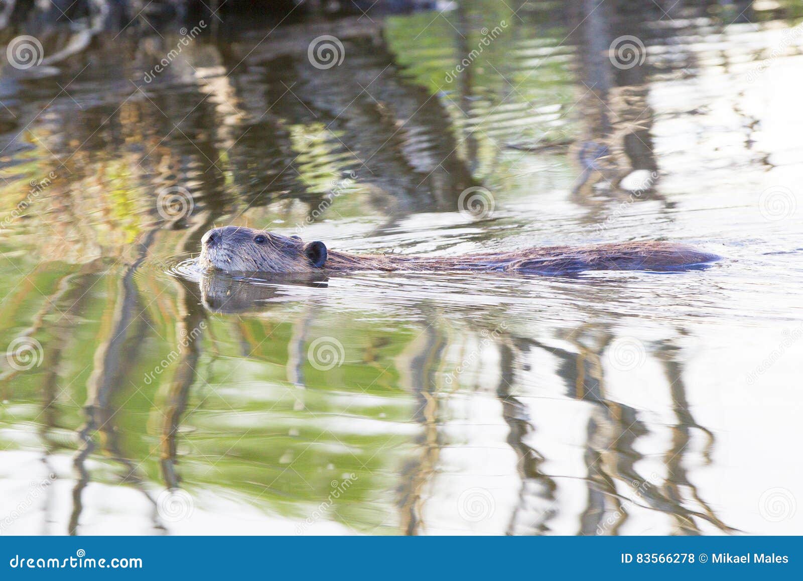Beaver swimming in stream stock photo. Image of montana - 83566278