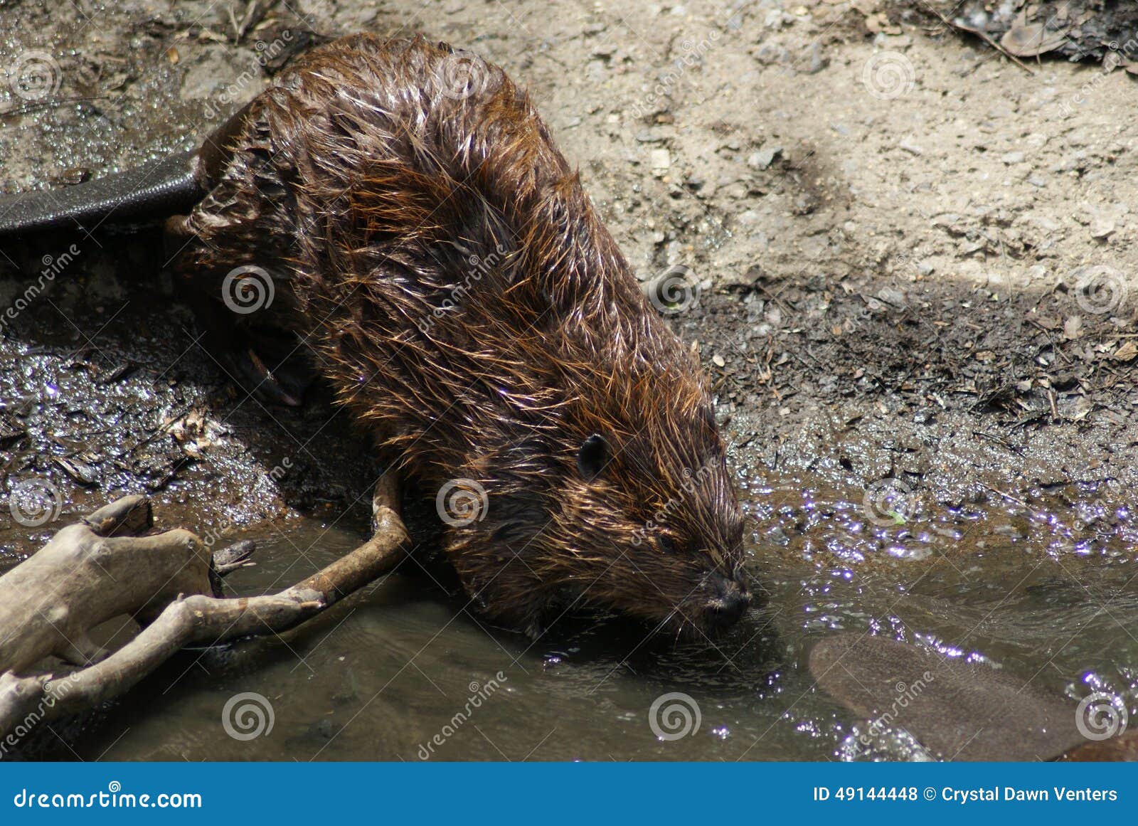 Beaver stock photo. Image of paddle, beaver, nocturnal - 49144448