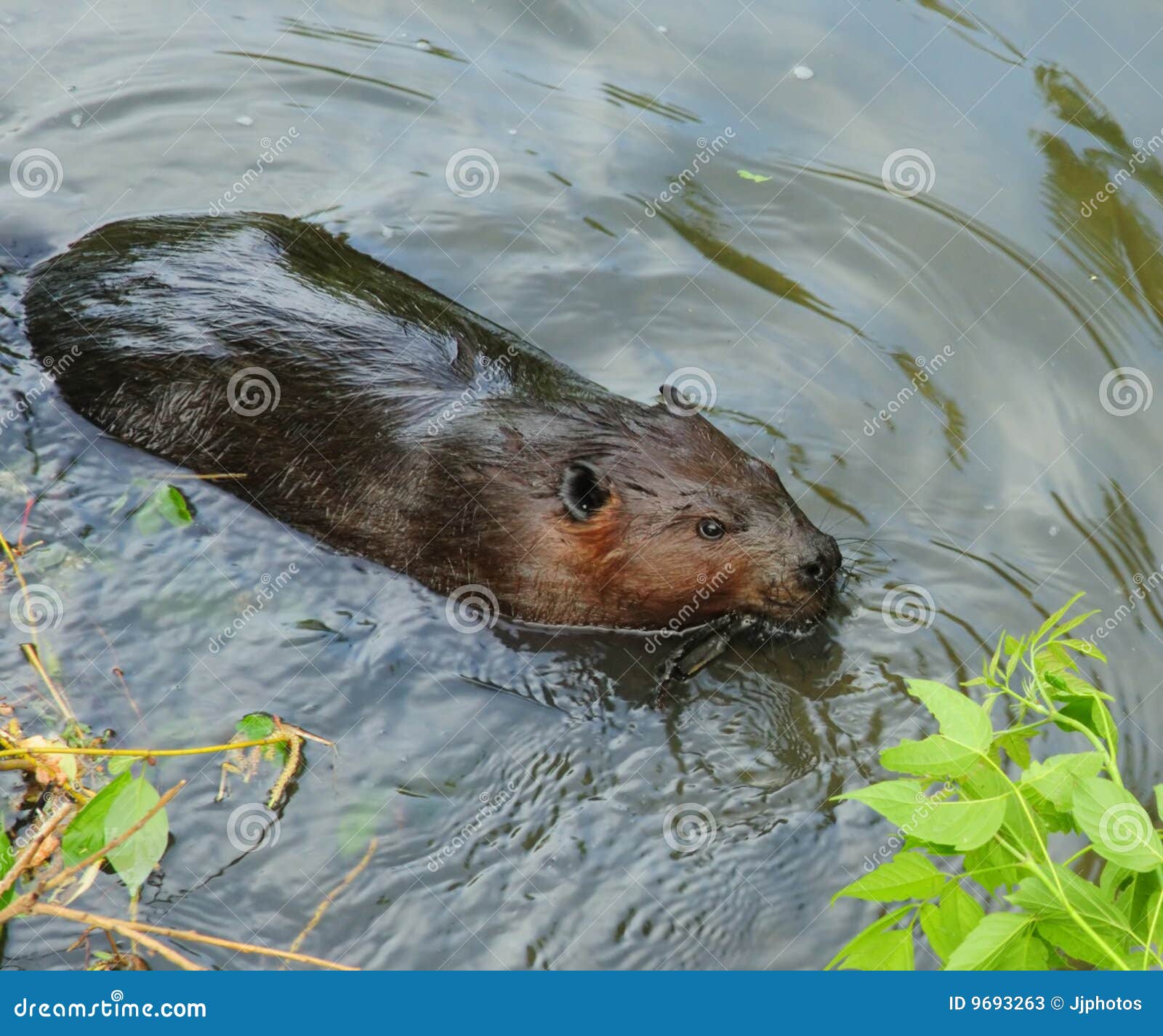 Beaver Swimming in Water stock image. Image of rodent - 9693263