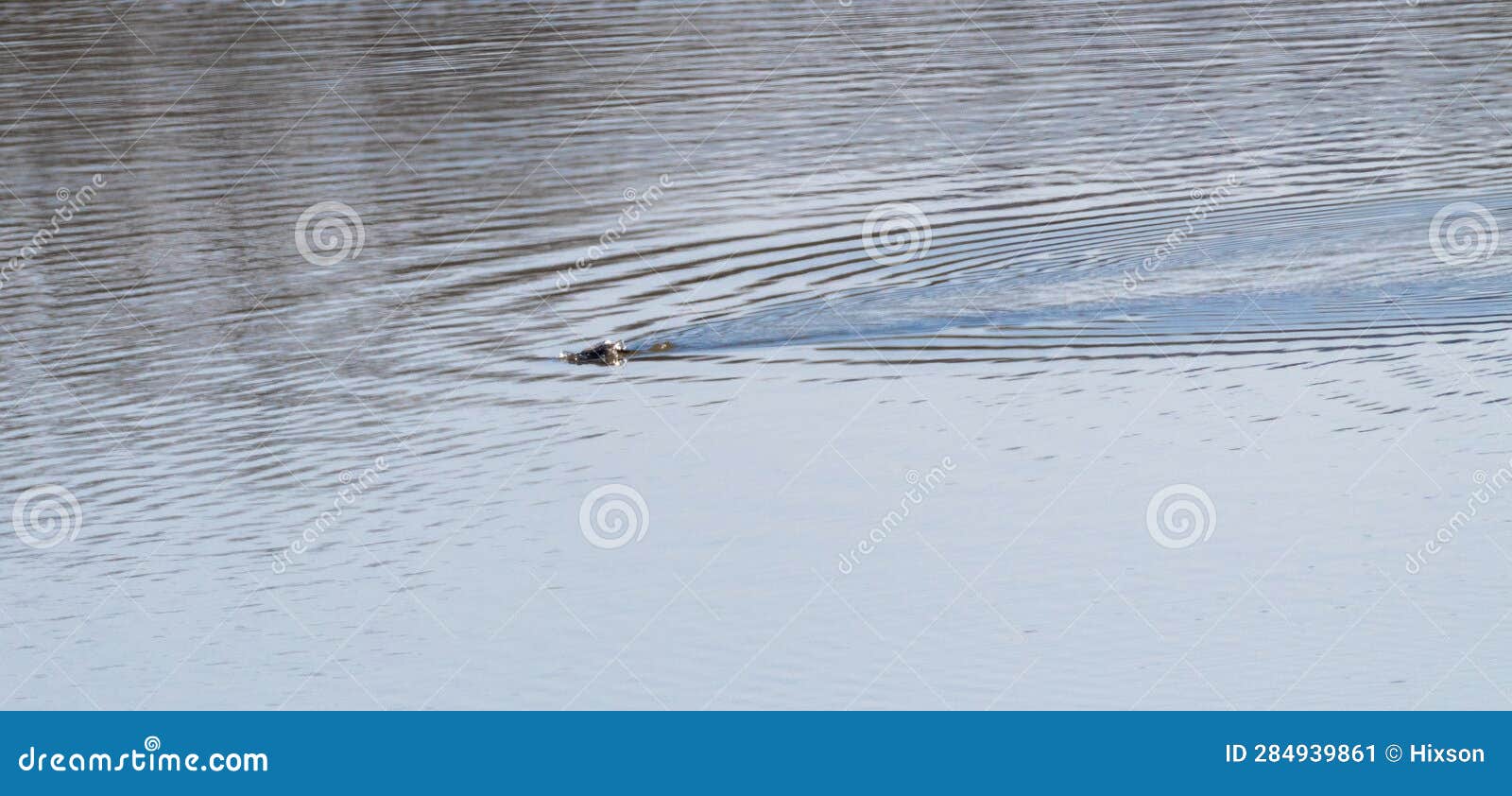 Beaver swimming in water stock image. Image of white - 284939861