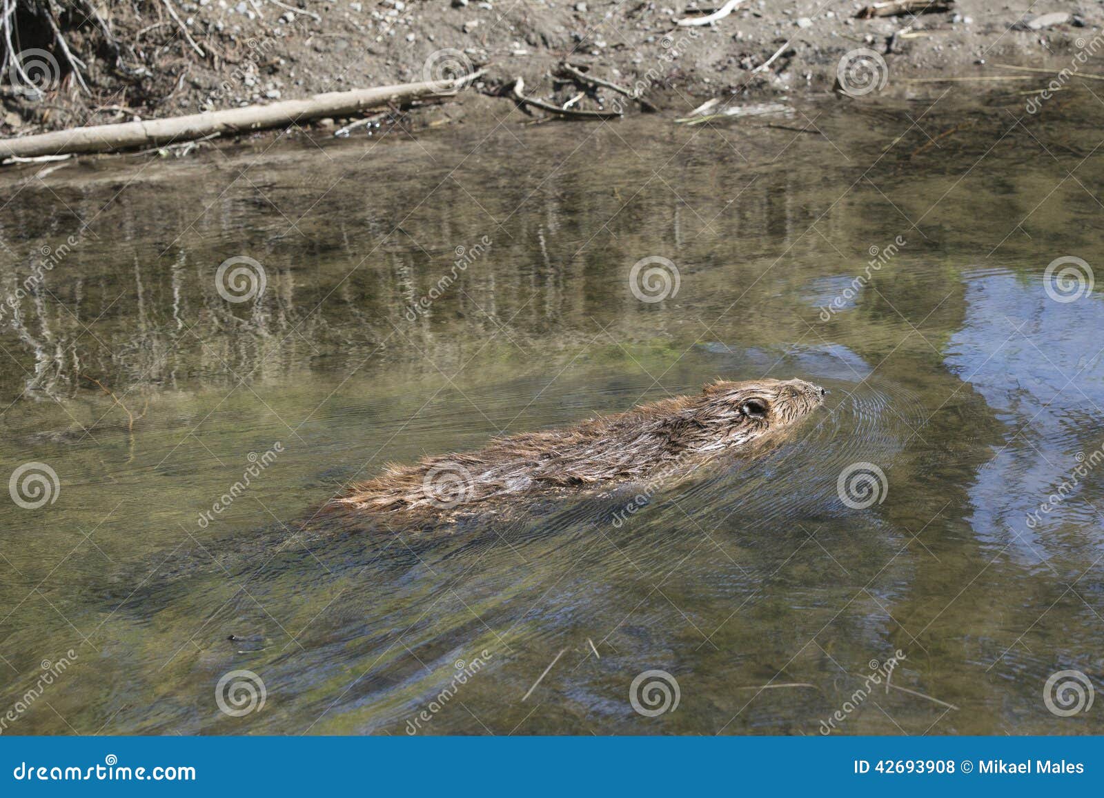 Beaver swimming in water stock photo. Image of small - 42693908