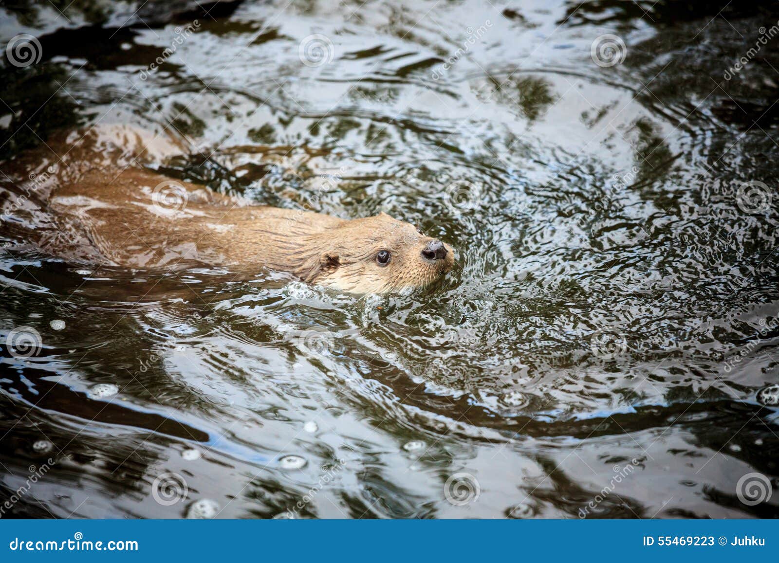 Beaver swimming stock image. Image of castor, rodent - 55469223