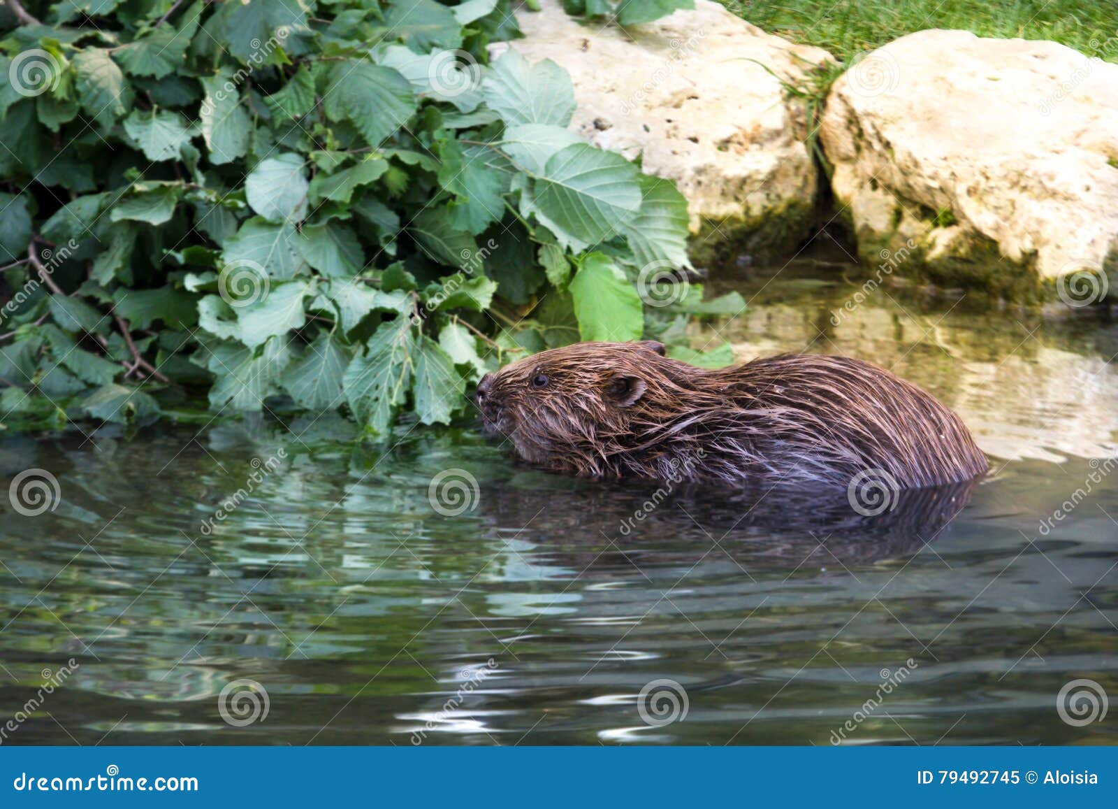 Beaver stock image. Image of castor, fiber, wave, shrub - 79492745