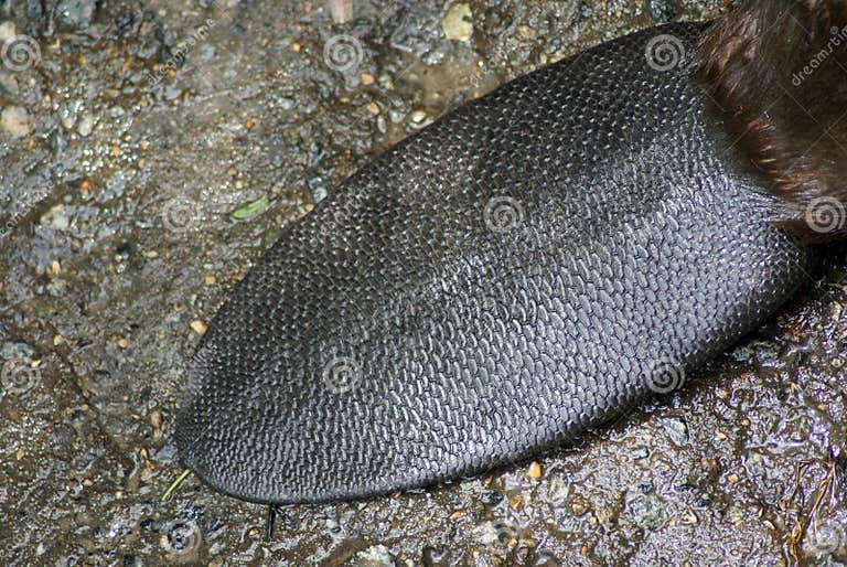 Beaver Tail stock image. Image of rodent, american, aquatic - 49145217