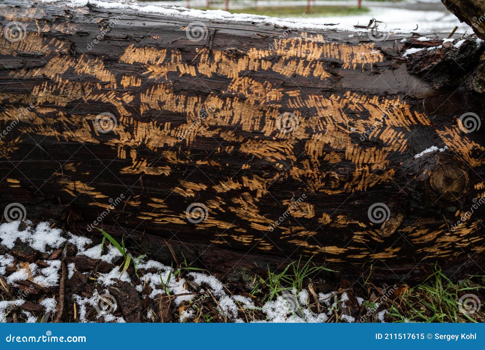 Beaver Teeth Marks on a Fallen Tree Stock Image - Image of bark ...