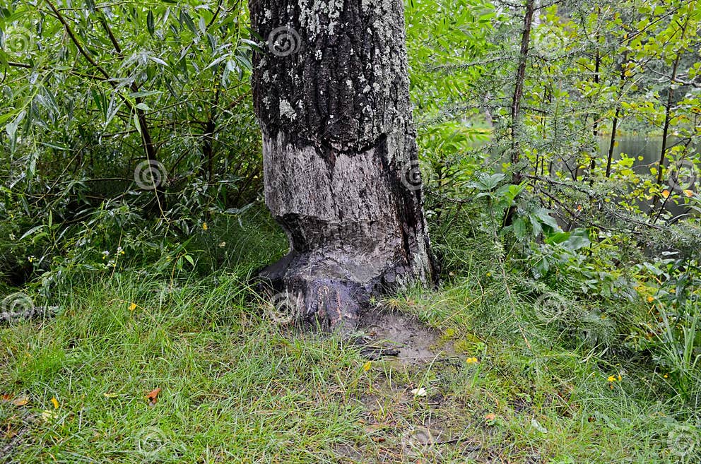 Beaver Teeth Marks on Tree Trunk in Autumn Forest Stock Photo - Image ...