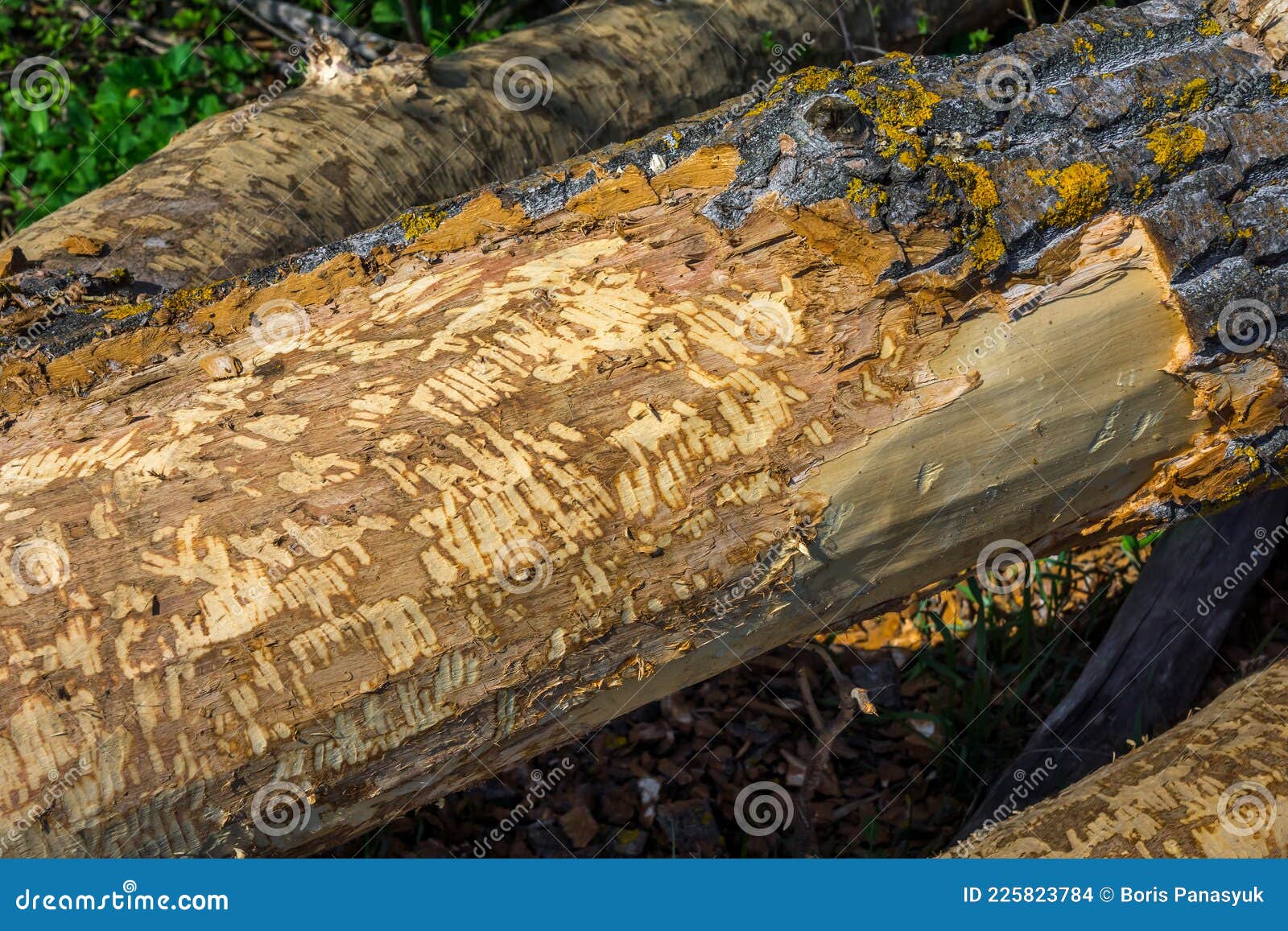 Beaver Teeth Marks on a Tree Trunk Stock Photo - Image of bark, trunks ...