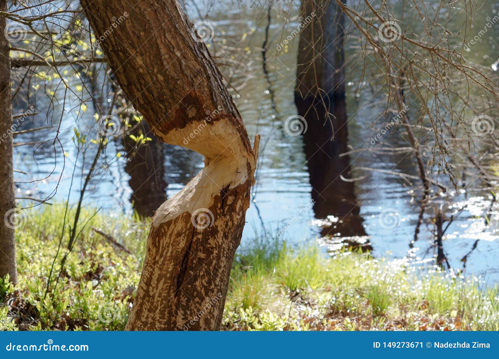 The Beaver Teeth Marks on a Tree Trunk, Tree Gnawed by the Beaver Stock ...