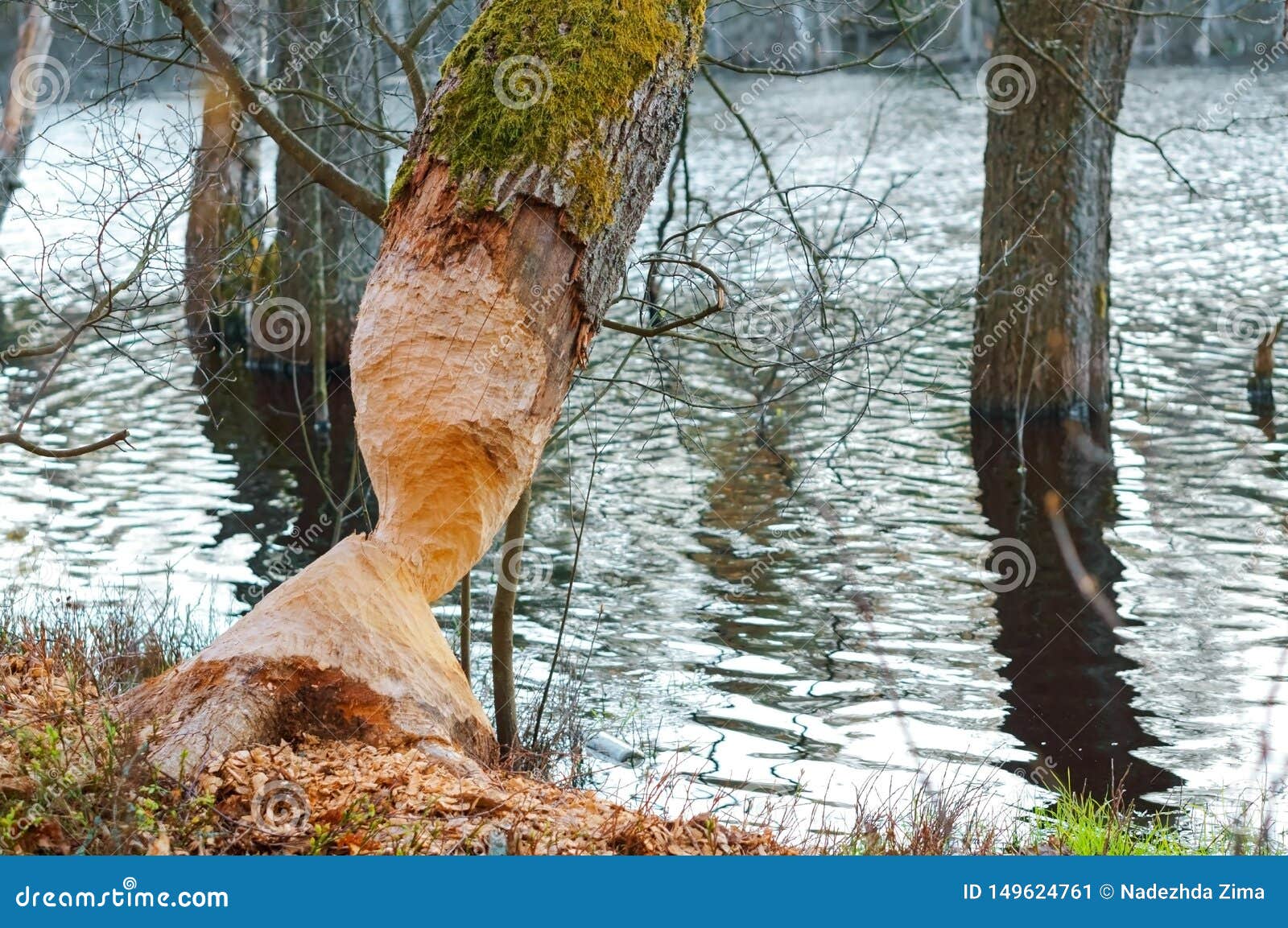 The Beaver Teeth Marks on a Tree Trunk, Tree Gnawed by the Beaver Stock ...