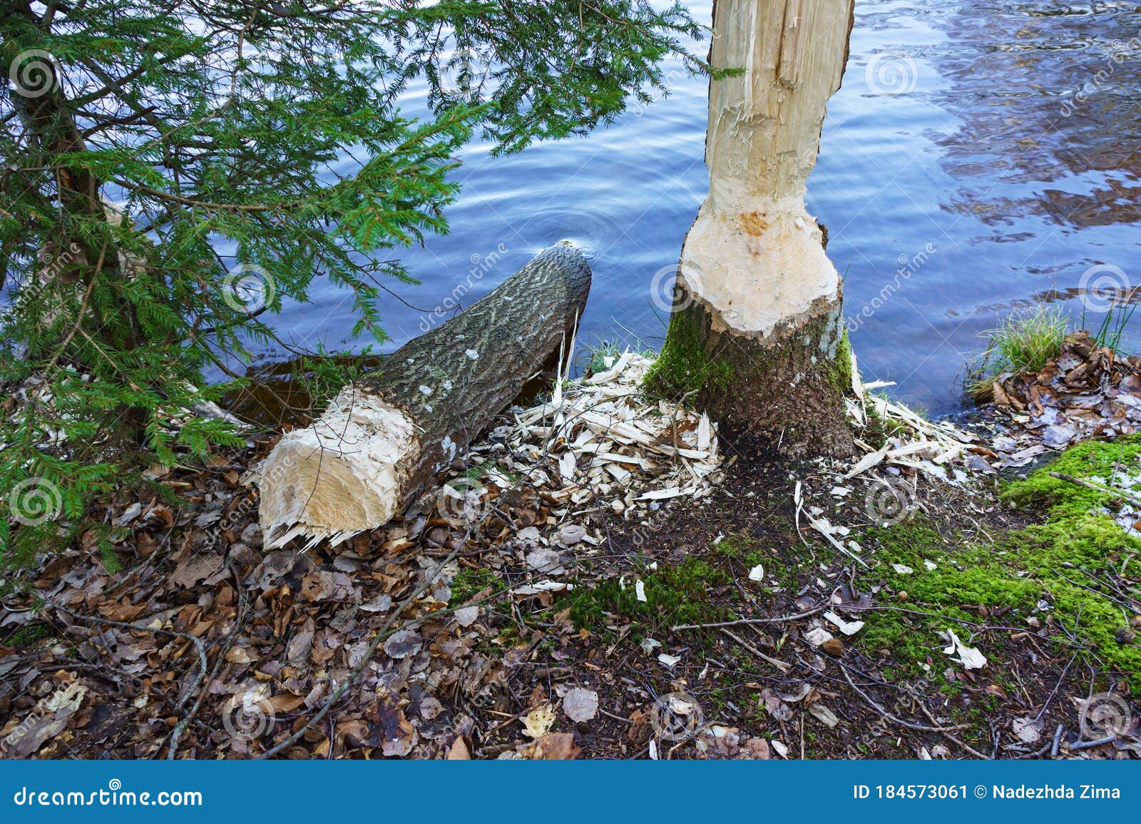 The Beaver Teeth Marks on a Tree Trunk, Tree Gnawed by the Beaver Stock ...