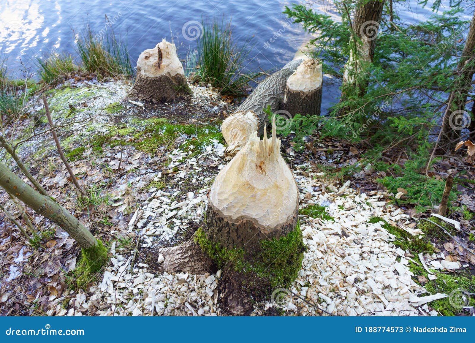 The Beaver Teeth Marks on a Tree Trunk, Tree Gnawed by the Beaver Stock ...
