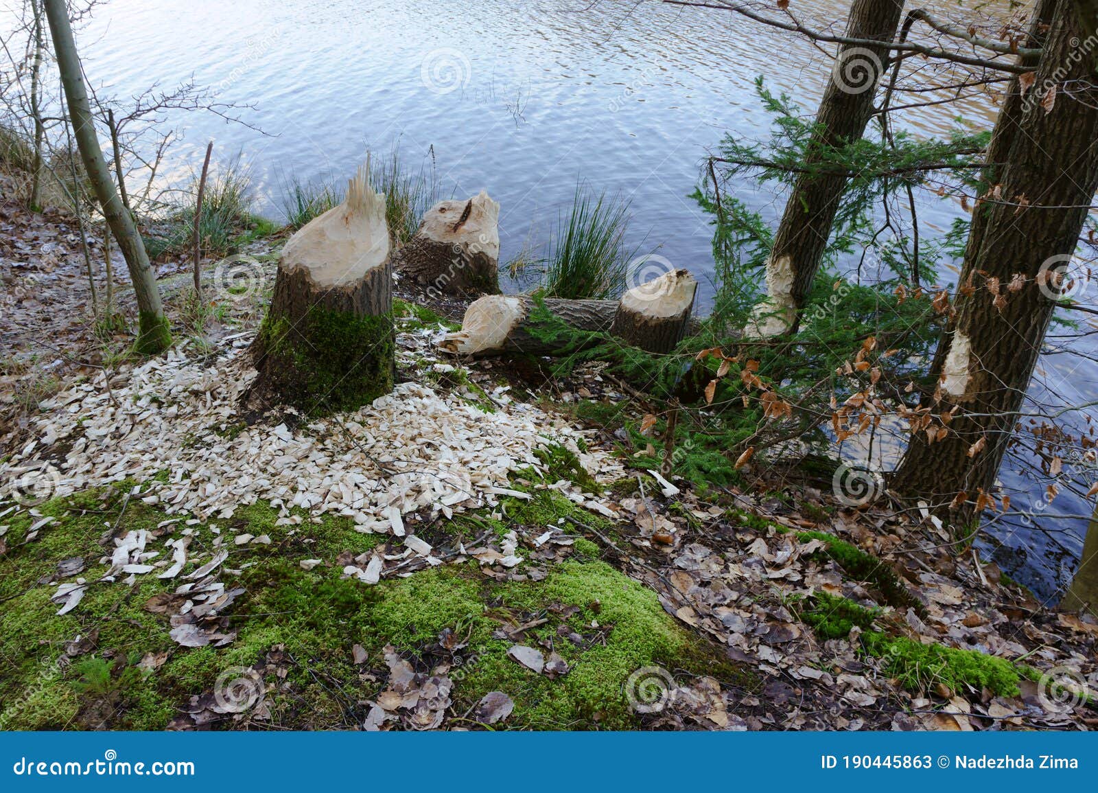The Beaver Teeth Marks on a Tree Trunk, Tree Gnawed by the Beaver Stock ...