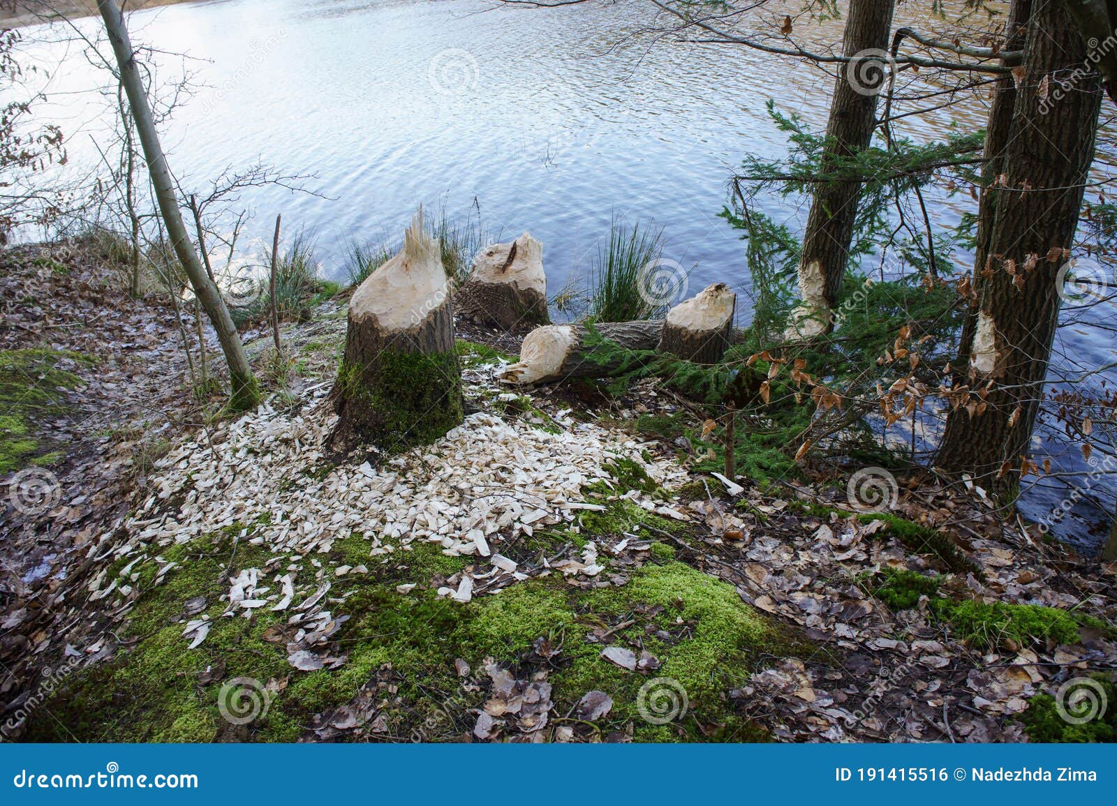 The Beaver Teeth Marks on a Tree Trunk, Tree Gnawed by the Beaver Stock ...