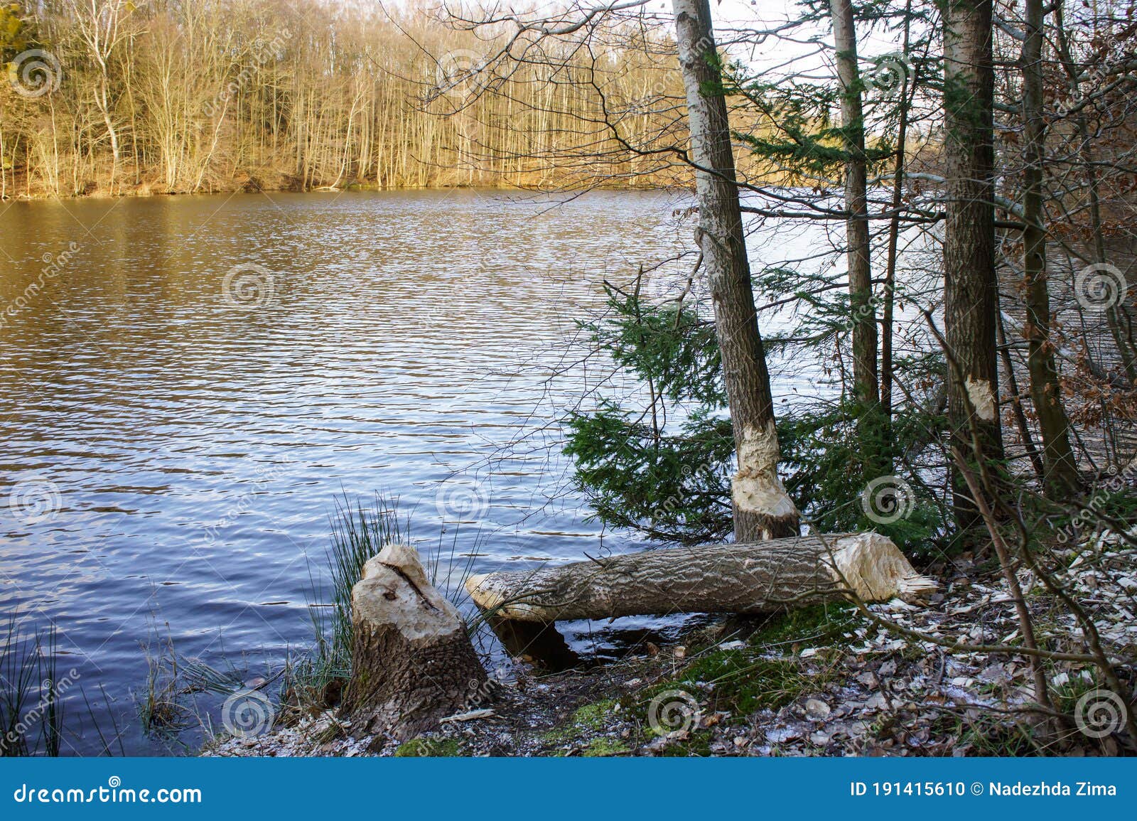 The Beaver Teeth Marks on a Tree Trunk, Tree Gnawed by the Beaver Stock ...