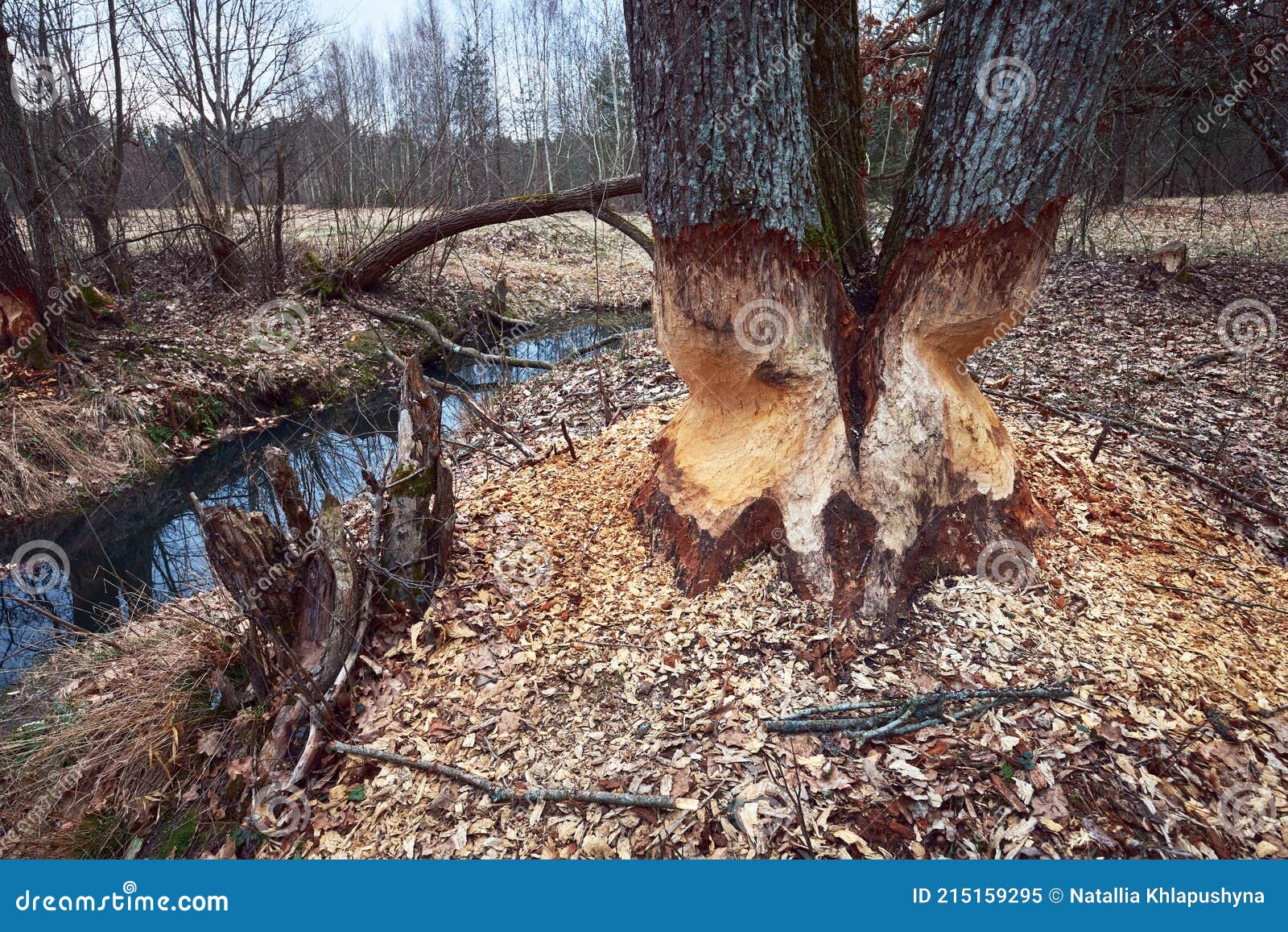 The Beaver Teeth Marks on a Tree Trunk, Tree Gnawed by the Beaver on ...