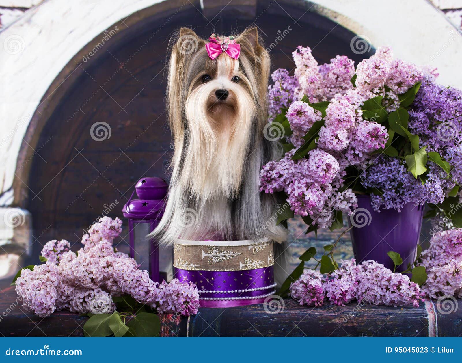 Beaver Terrier and Lilac Flowers Stock Image - Image of puppy, eyes ...