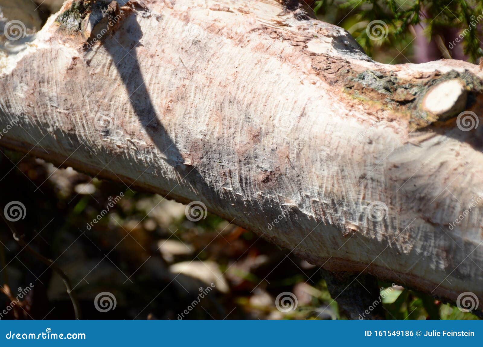 Beaver Toothmarks stock photo. Image of beavers, scrape - 161549186