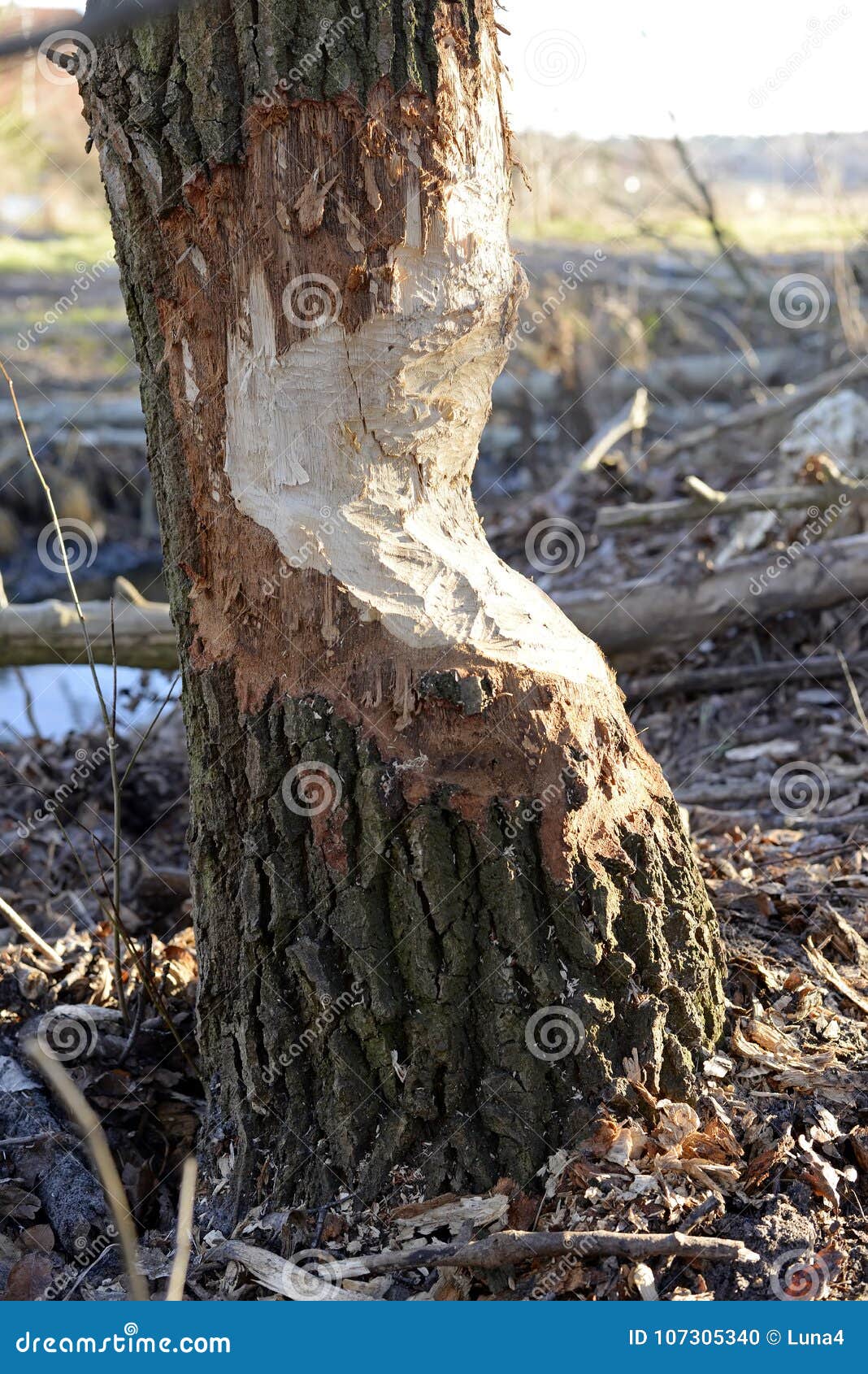 Beaver Tracks in the Forest Stock Photo - Image of trunk, tracks: 107305340