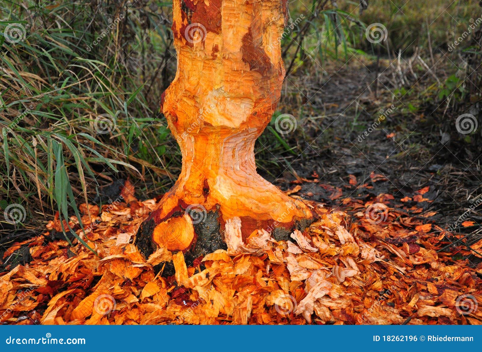 Beaver tree stock photo. Image of timber, wood, beaver - 18262196