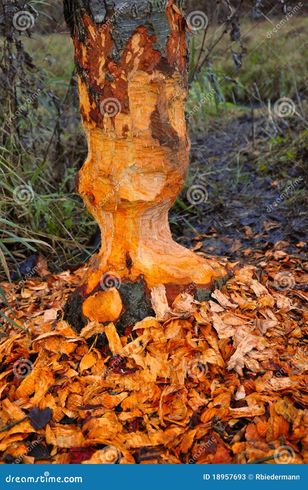 Beaver tree stock image. Image of rodent, tree, chops - 18957693