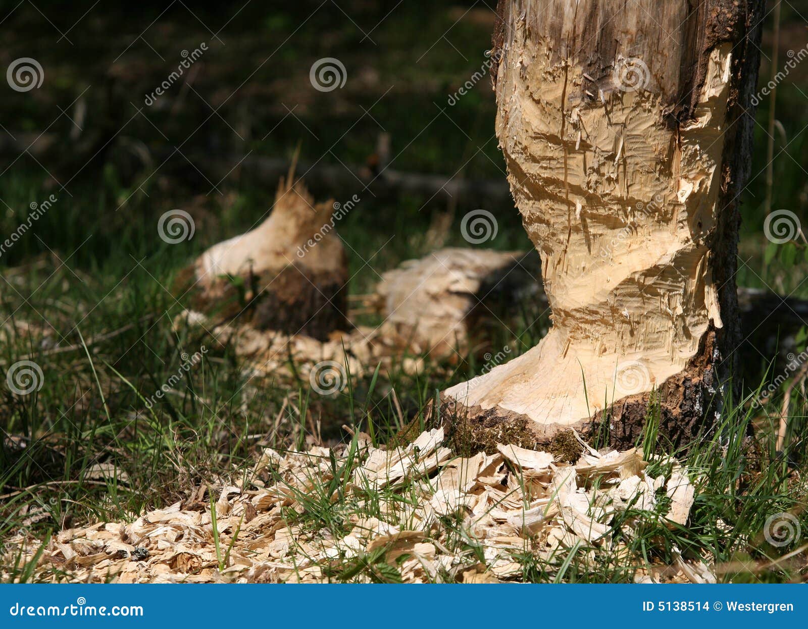 Beaver Tree Damage. They Will Regularly Cut Down Trees. Beavers Eat ...