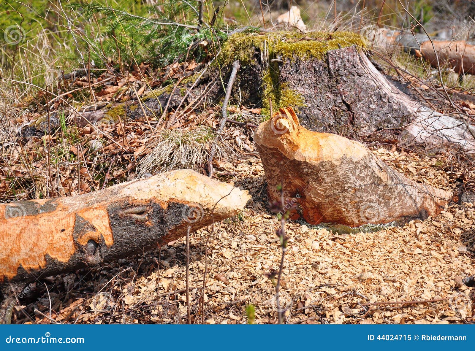 Beaver Tree Damage. They Will Regularly Cut Down Trees. Beavers Eat ...