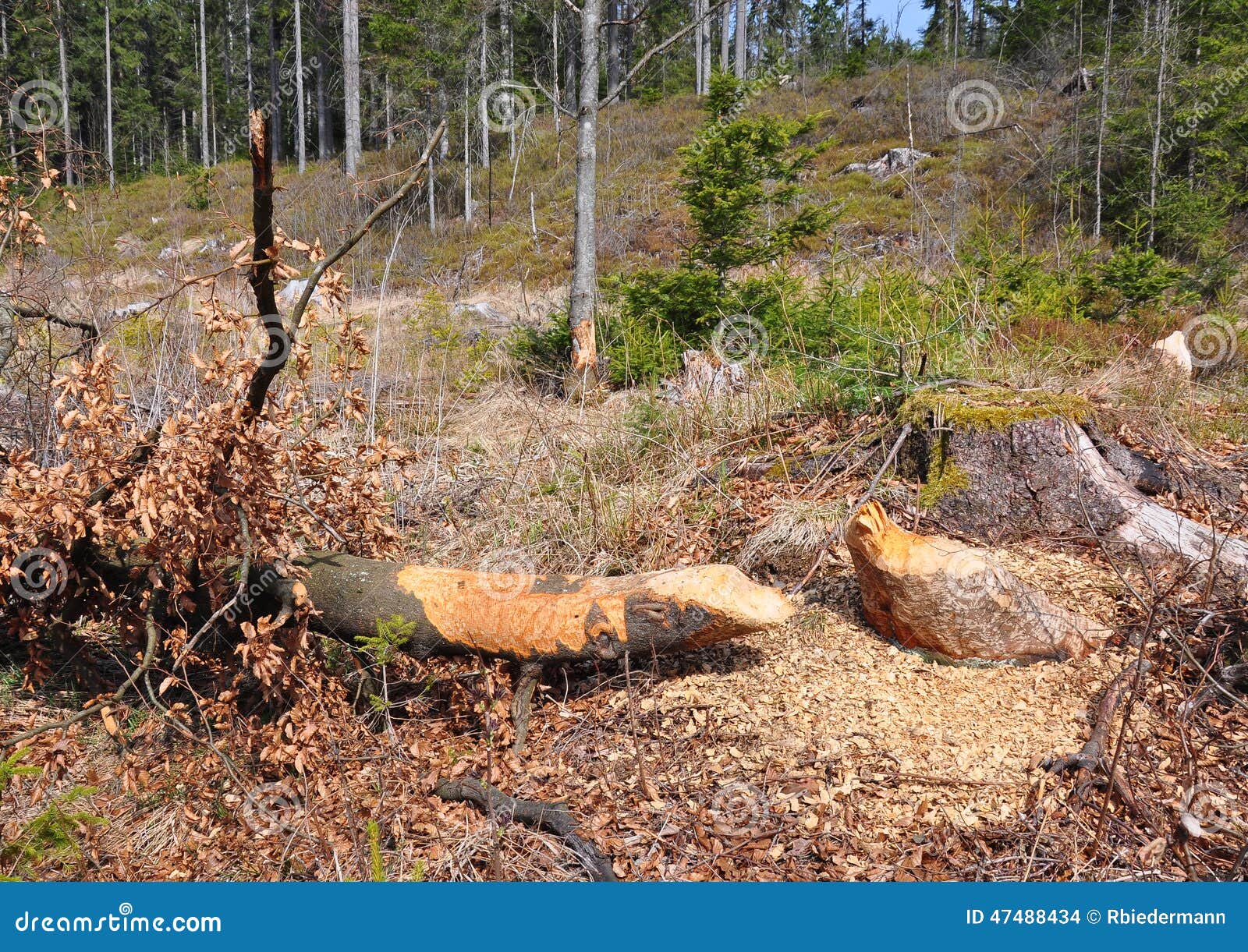 Beaver tree stock photo. Image of nature, rodent, wild - 47488434