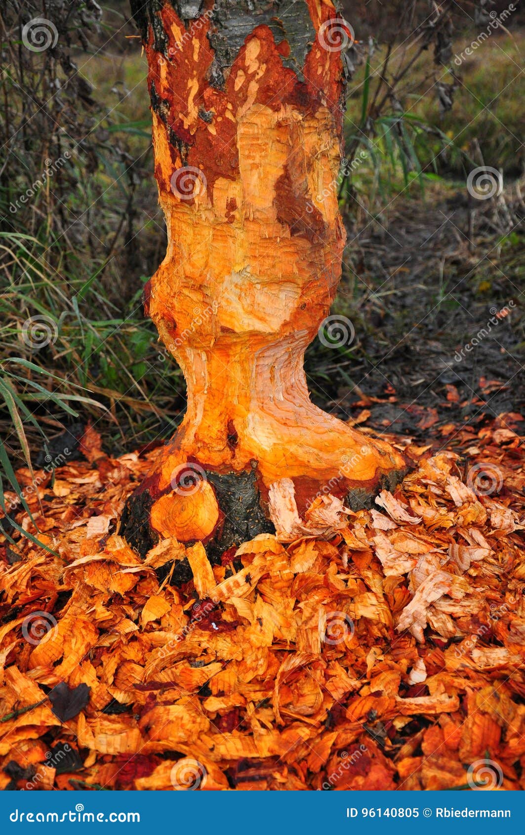 Beaver Tree Damage. They Will Regularly Cut Down Trees. Beavers Eat ...